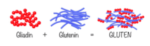 What is Gluten - The Science Behind the “Misunderstood” Villain | D'Connect
