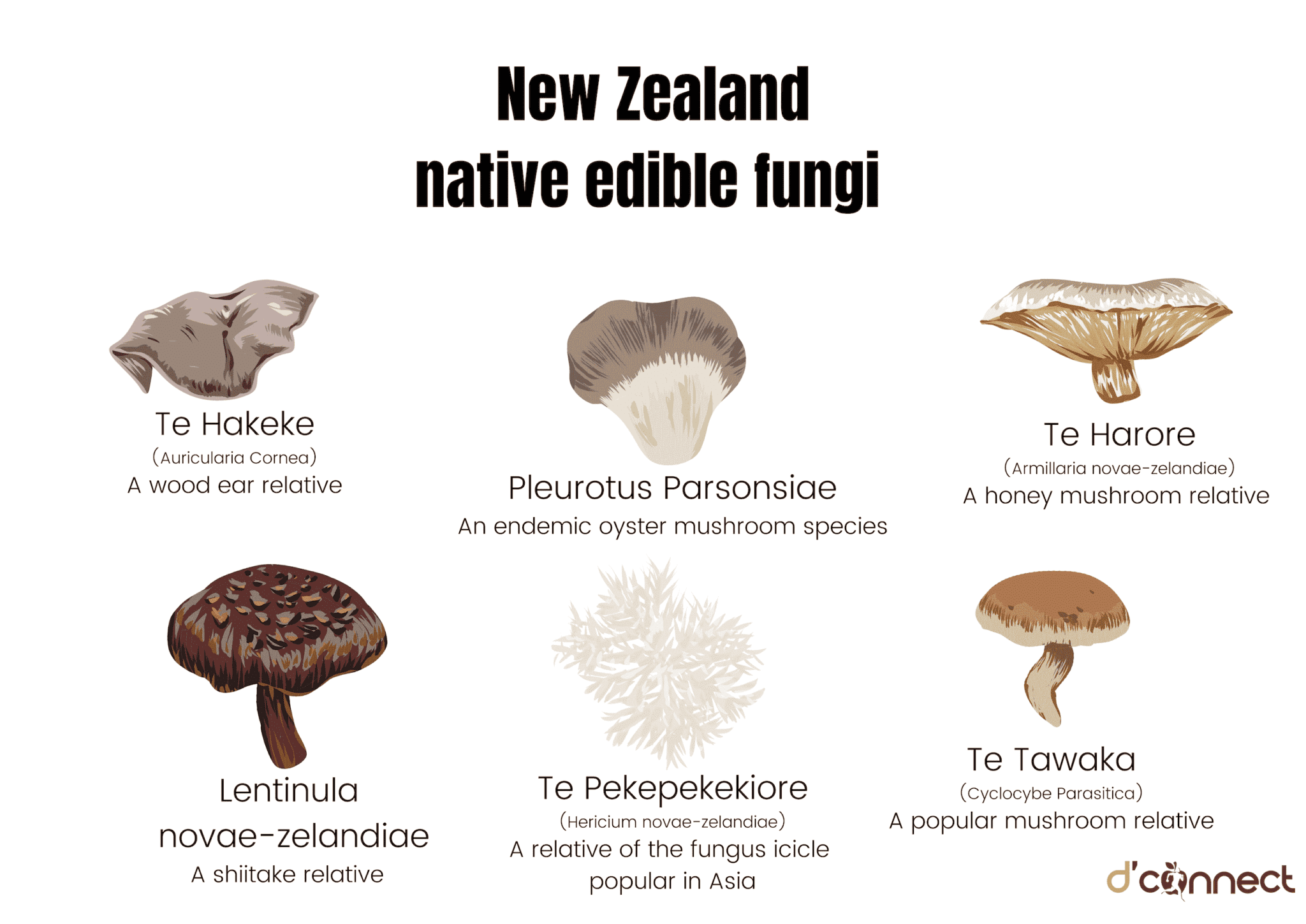 The health benefits of mushrooms and fungi | D'Connect