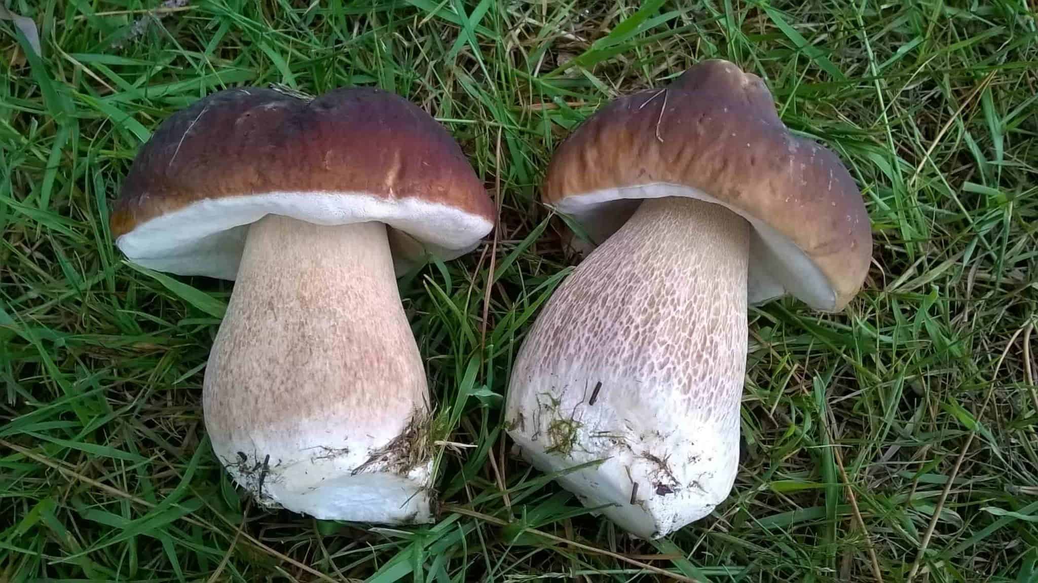 The health benefits of mushrooms and fungi | D'Connect