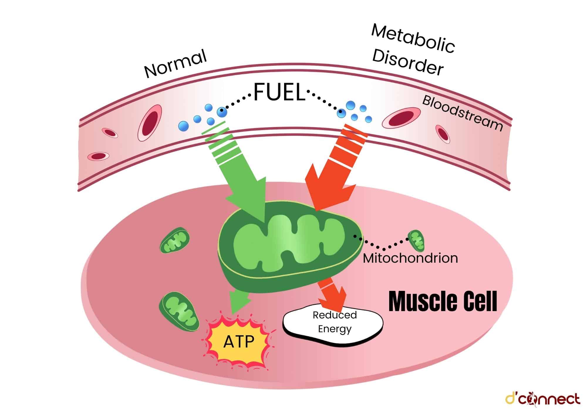 Alcohol and Performance: Physical and Physiological effects | D'Connect