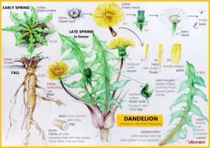 Dandelion (Taraxacum officinale) | D'Connect
