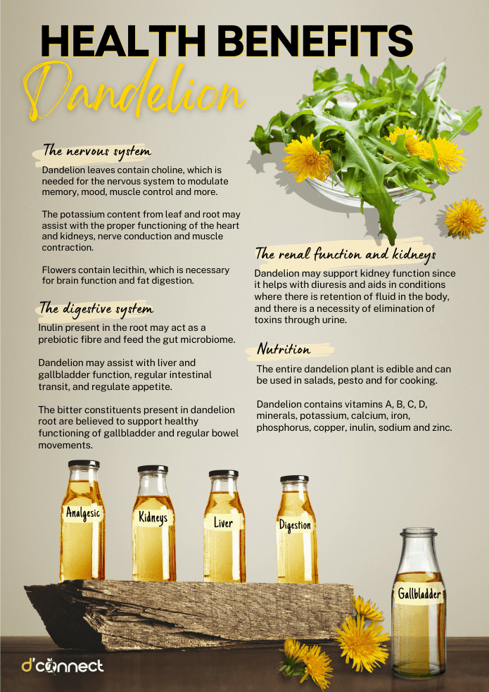 Herb of the month - Dandelion (Taraxacum officinale) | D'Connect