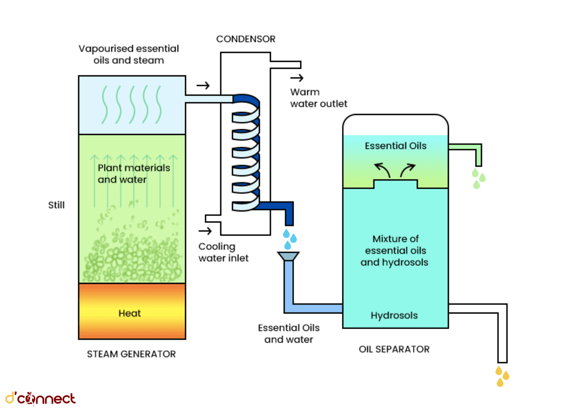 Aromatherapy - What is it and does it really work? | D'Connect