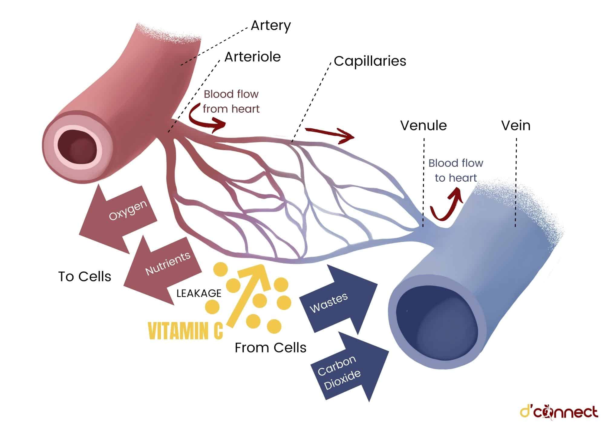 Vitamin C (Immunity and Collagen booster) | D'Connect