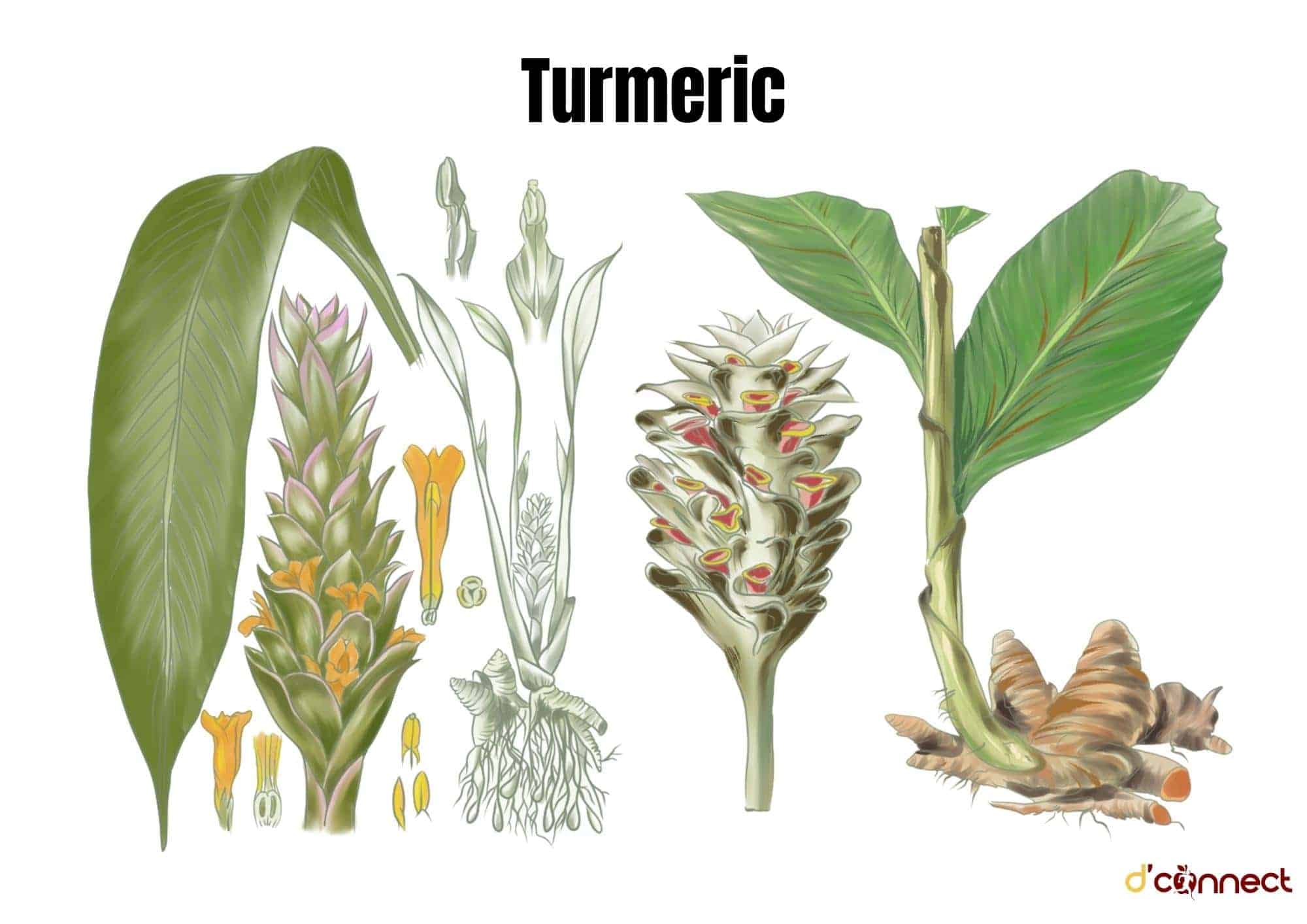 Turmeric (Curcuma longa) | D'Connect