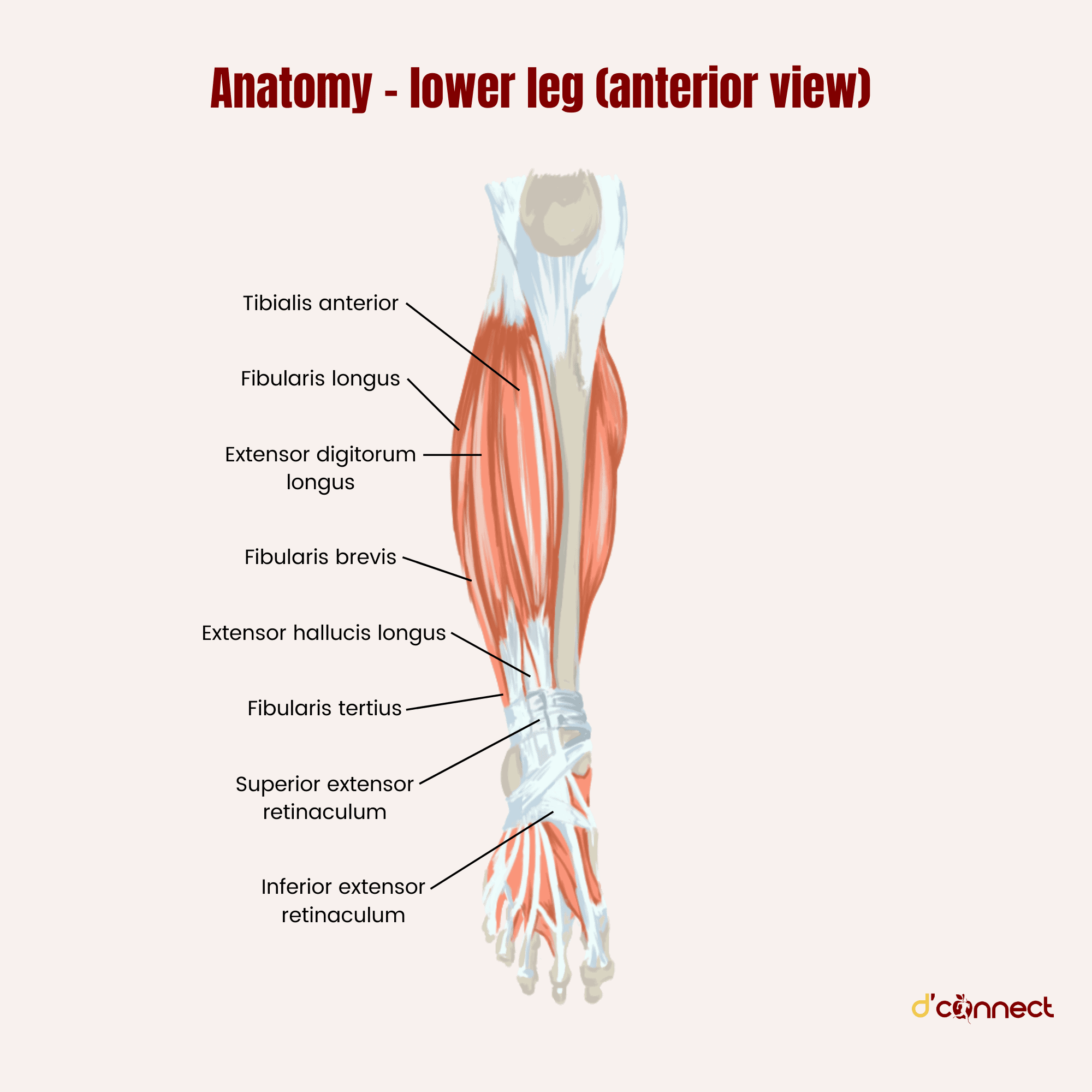 Exercise Guide to: Curvy Calves | D'Connect