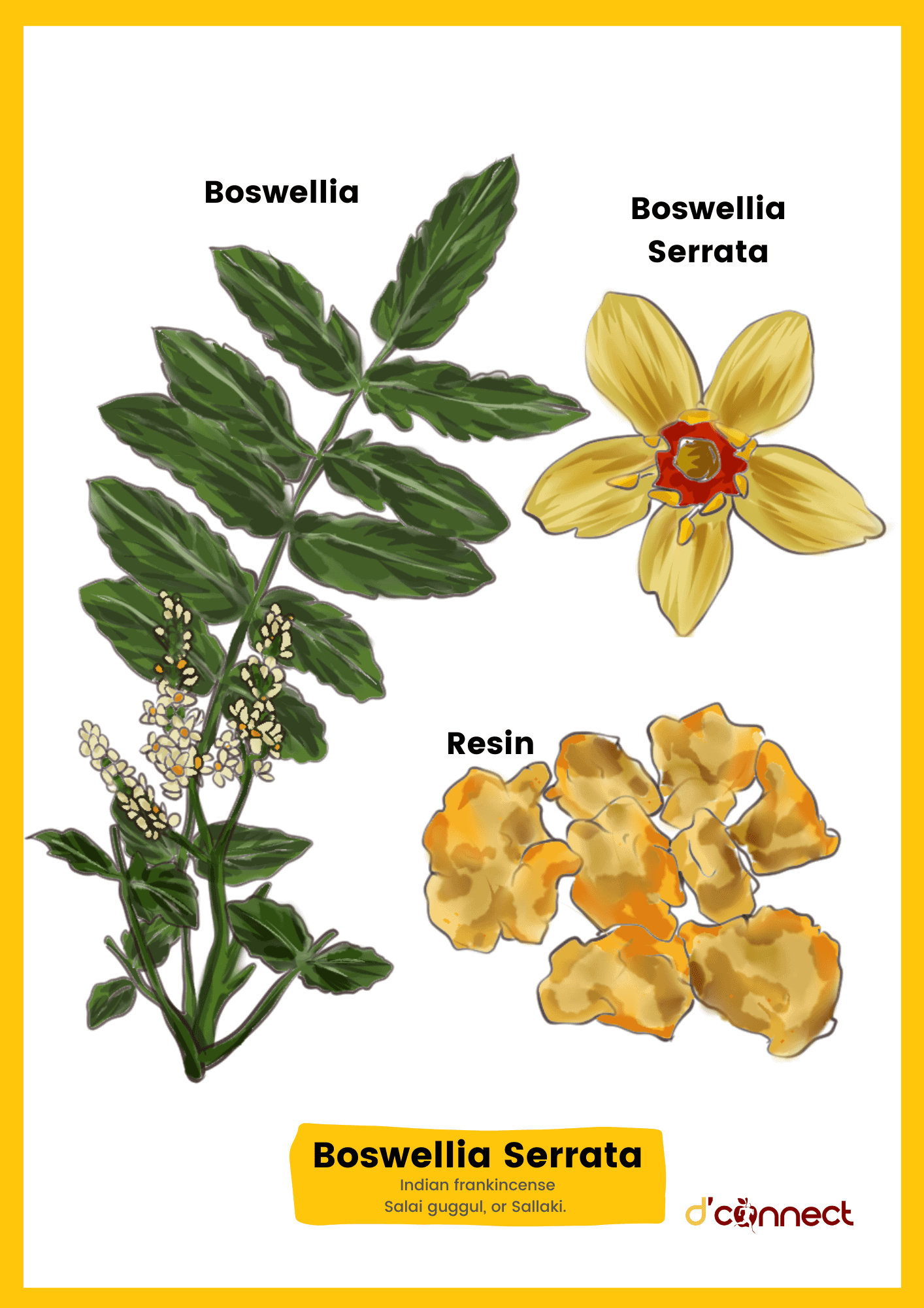 Boswellia serrata | D'Connect