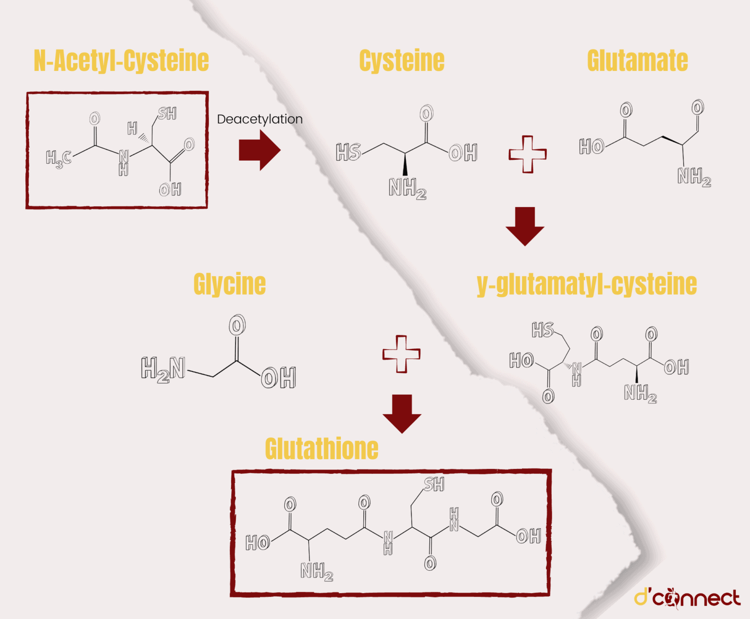 N-Acetyl Cysteine (NAC) | D'Connect