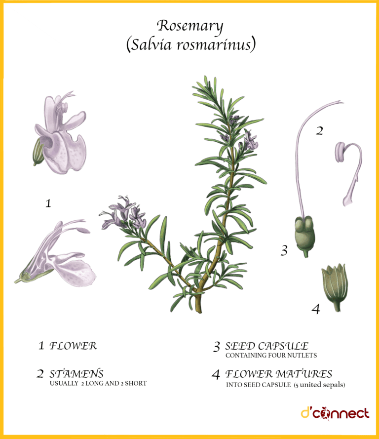 Rosemary (Salvia rosmarinus) | D'Connect