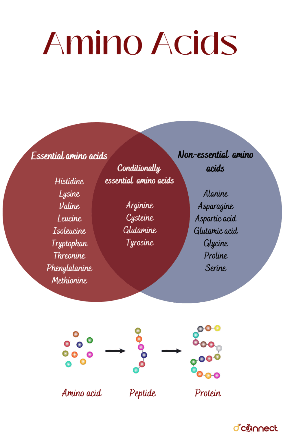 What are Amino Acids and what is their role in keeping us healthy? | D ...
