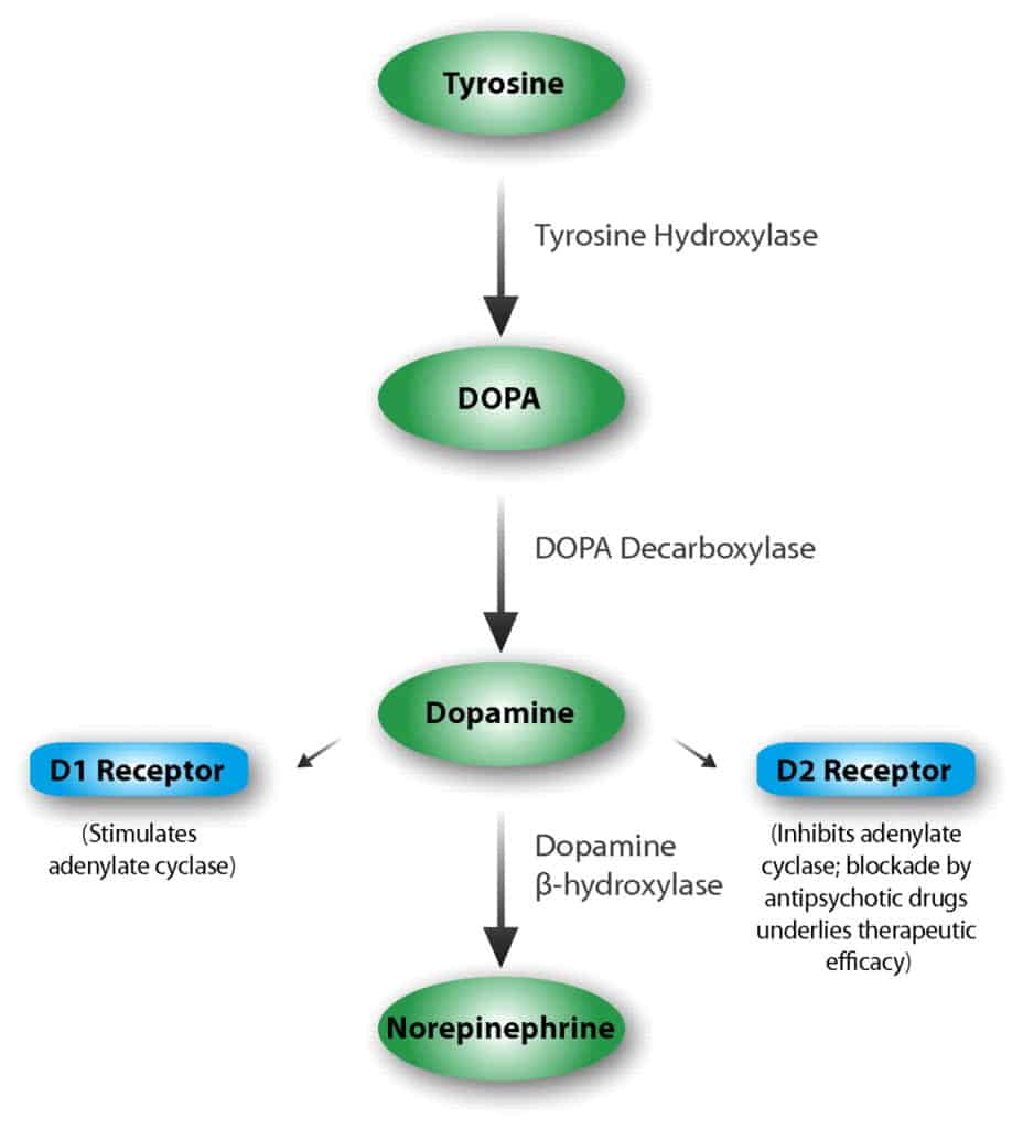 What are Amino Acids and what is their role in keeping us healthy? | D'Connect