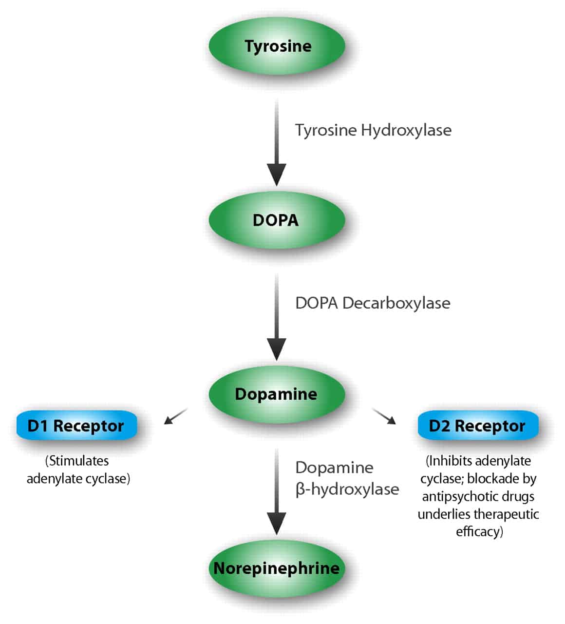 What are Amino Acids and what is their role in keeping us healthy? | D'Connect
