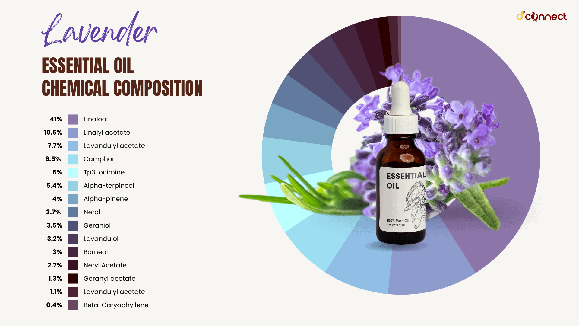 Lavender (Lavandula angustifolia) | D'Connect
