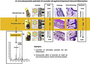 Essential oil of the month — Lavender (Lavandula angustifolia) | D'Connect