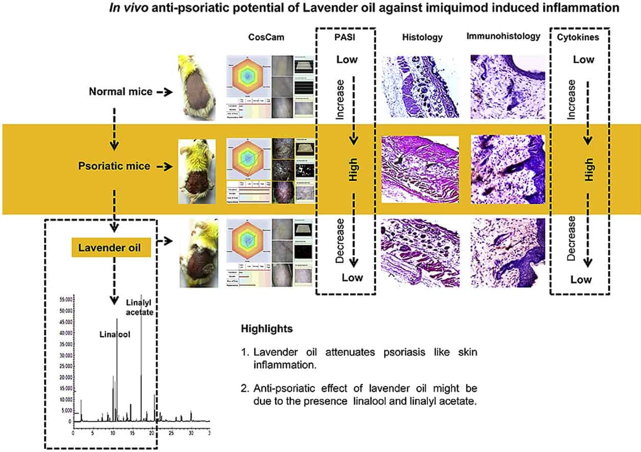 Lavender (Lavandula angustifolia) | D'Connect