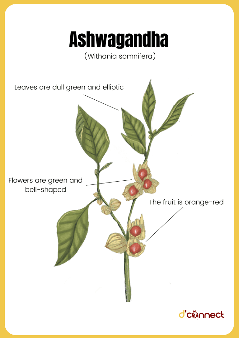 Ashwagandha (Withania somnifera) | D'Connect