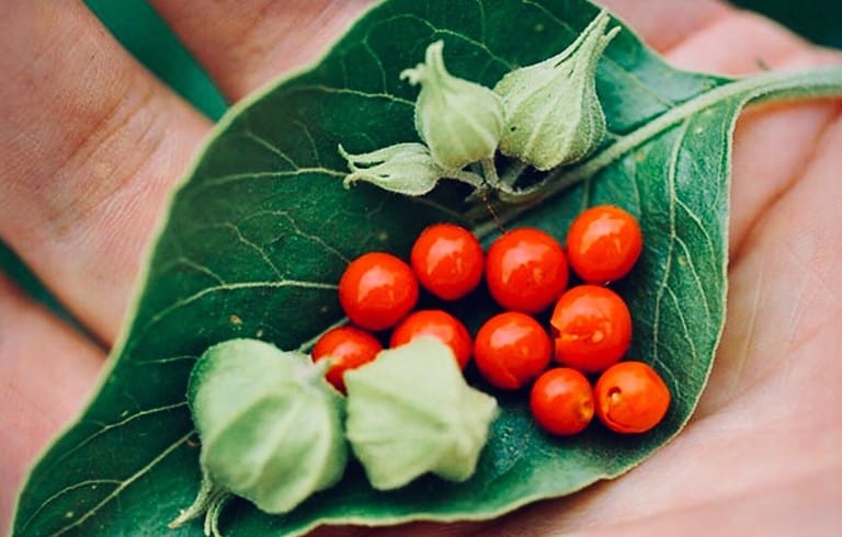 Herb of the month — Ashwagandha (Withania somnifera) | D'Connect