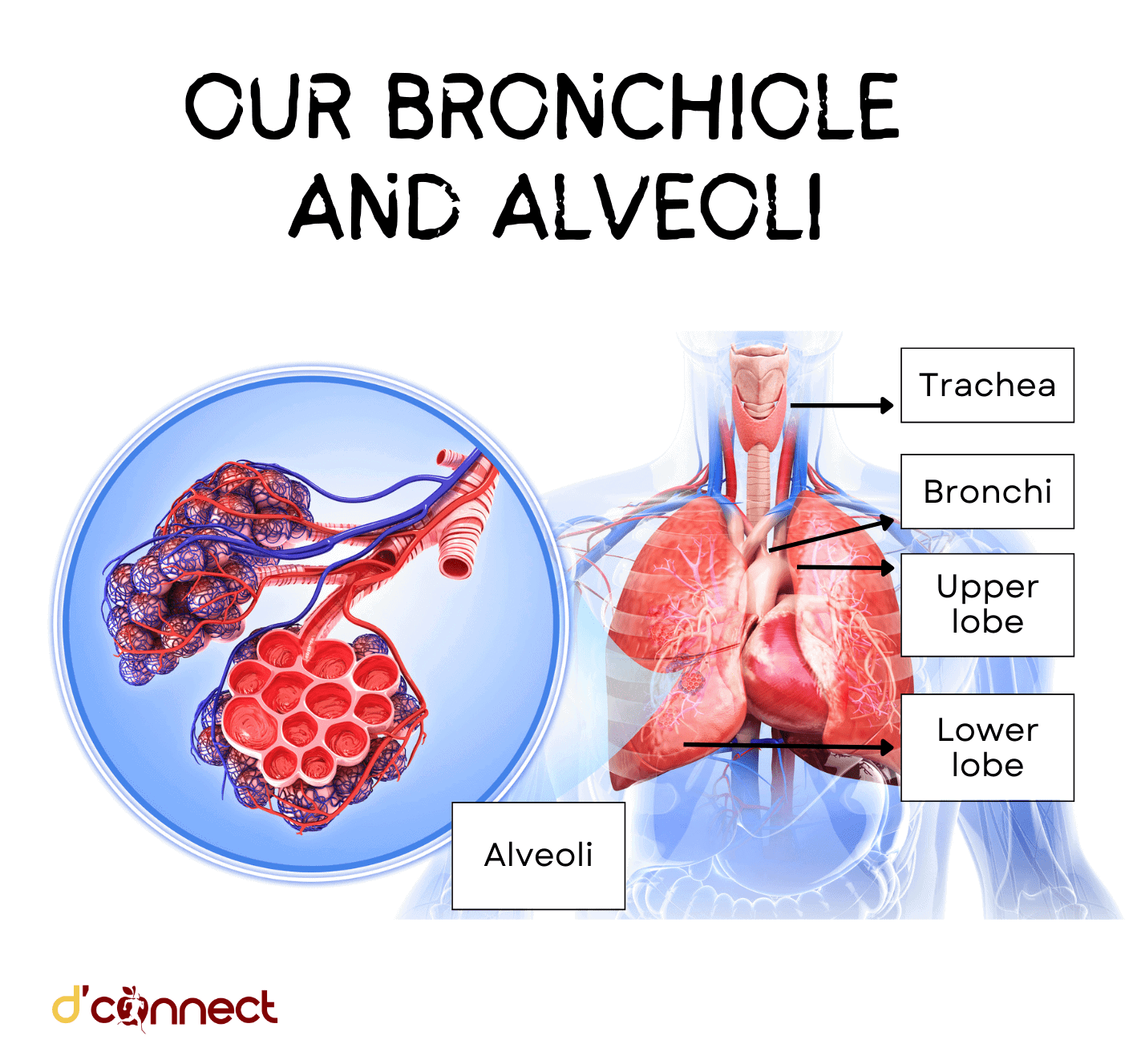 Introduction to Breathing: Our foundation of health | D'Connect