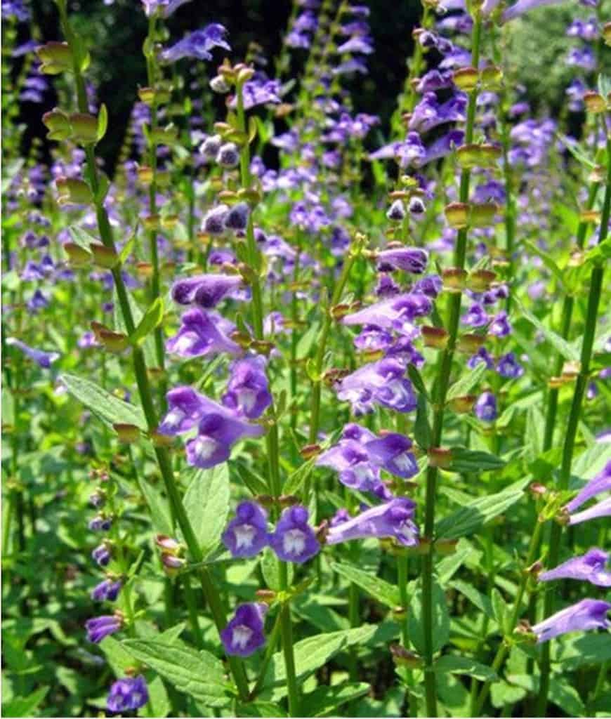 Anti-cancer foods: The Healthiest Herbs and Spices (Part 4) | D'Connect