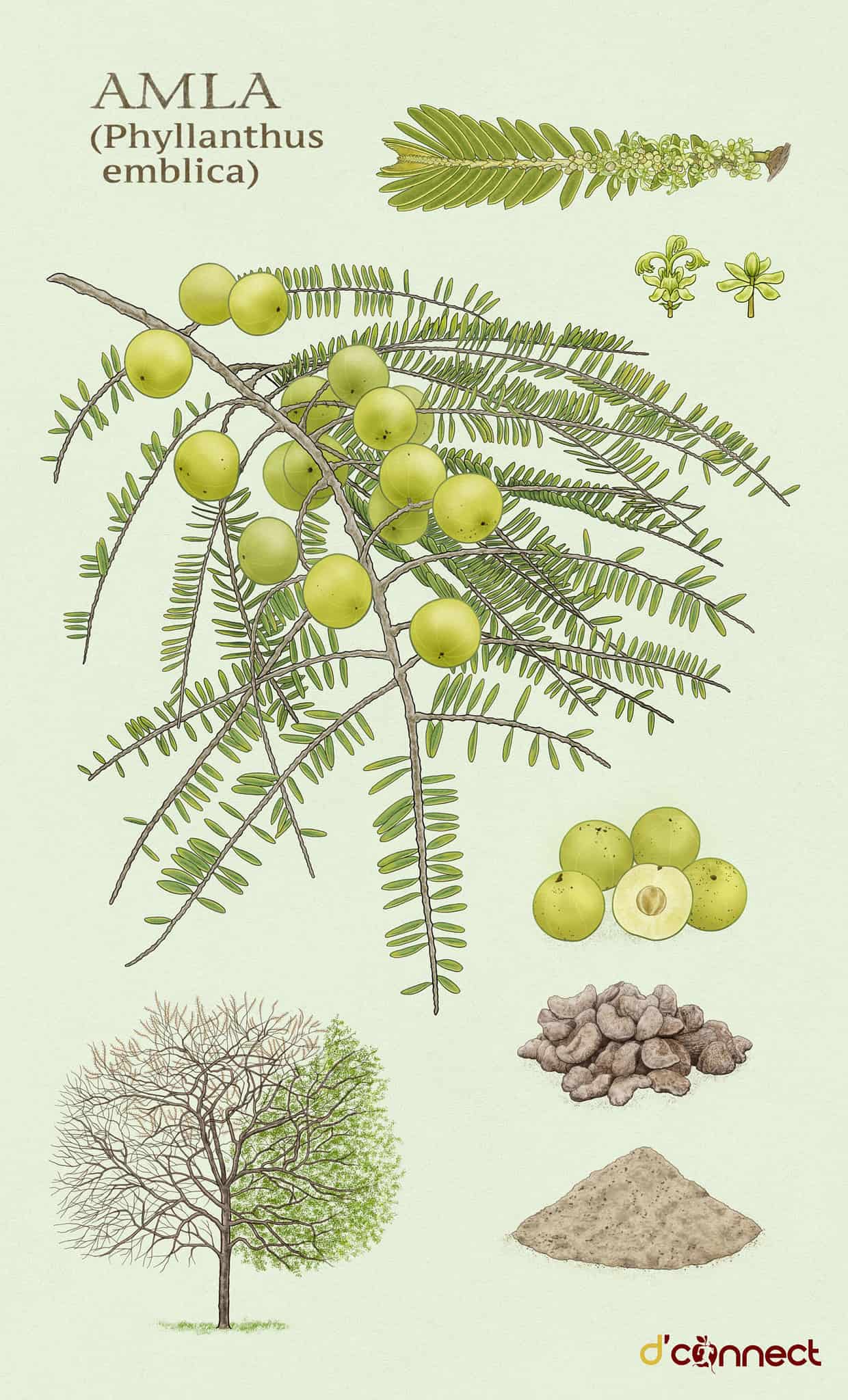 Amla (Phyllanthus emblica) | D'Connect