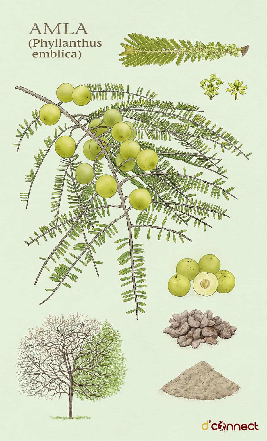 Amla (Phyllanthus emblica) | D'Connect