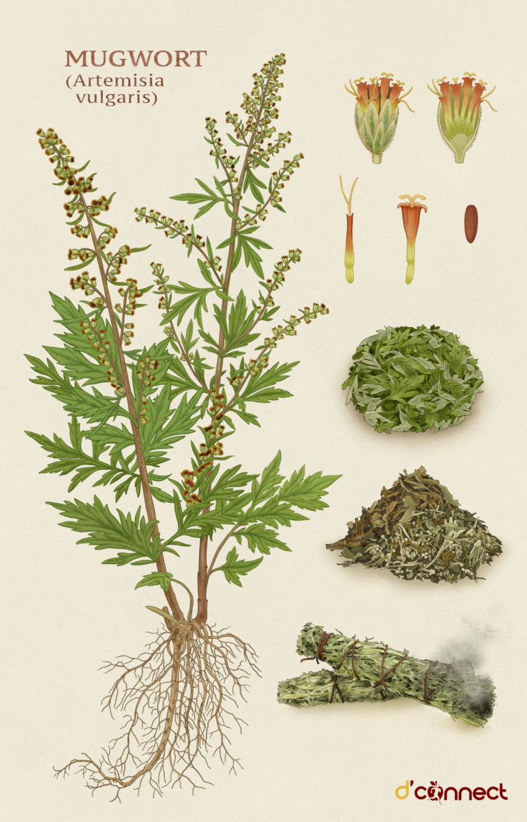 Mugwort leaf (Ai Ye) | D'Connect