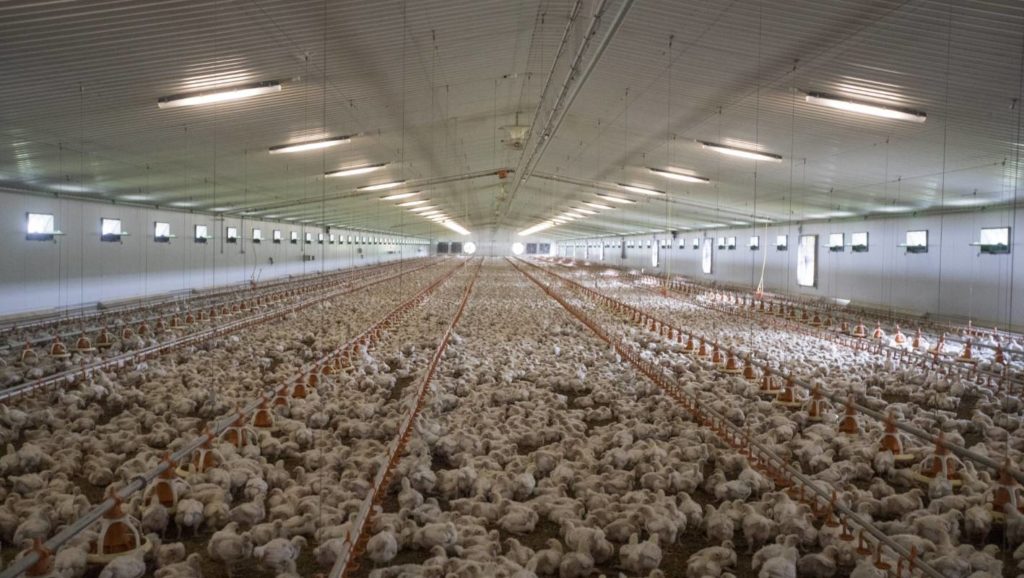 Everything You Need to Know When Buying Eggs (Part 1) | D'Connect