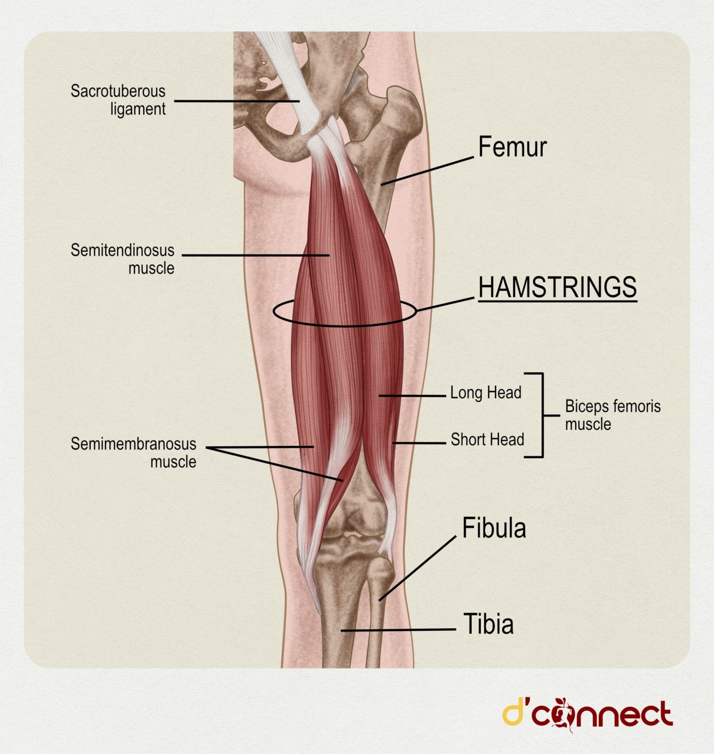 Exercise Guide to: Hardy Hamstrings | D'Connect