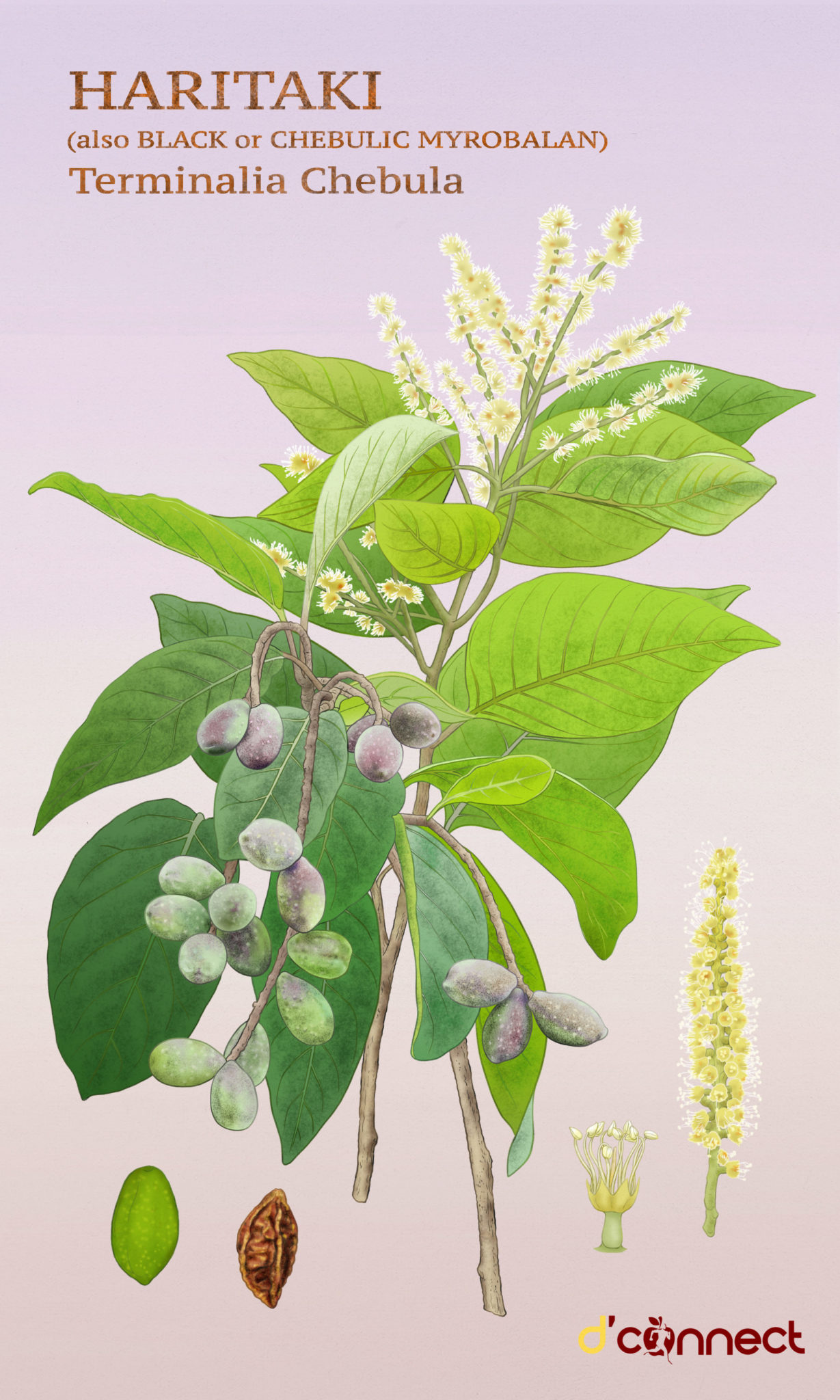 Haritaki (Chebulic myrobalan) | D'Connect