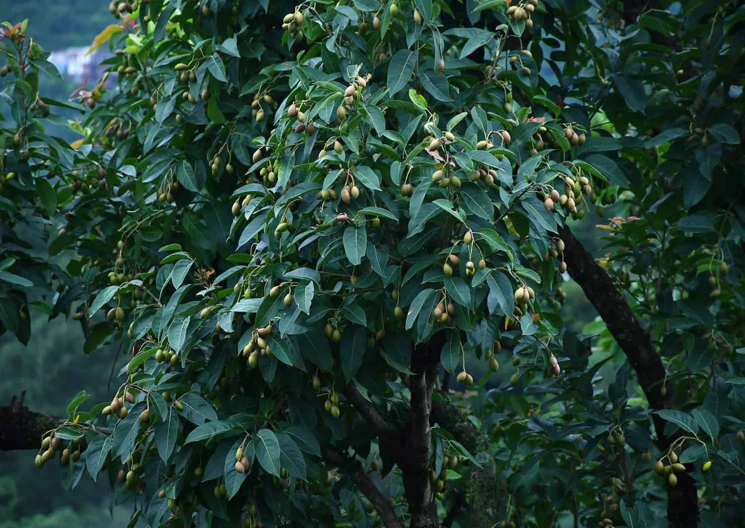 Haritaki (Chebulic myrobalan) | D'Connect