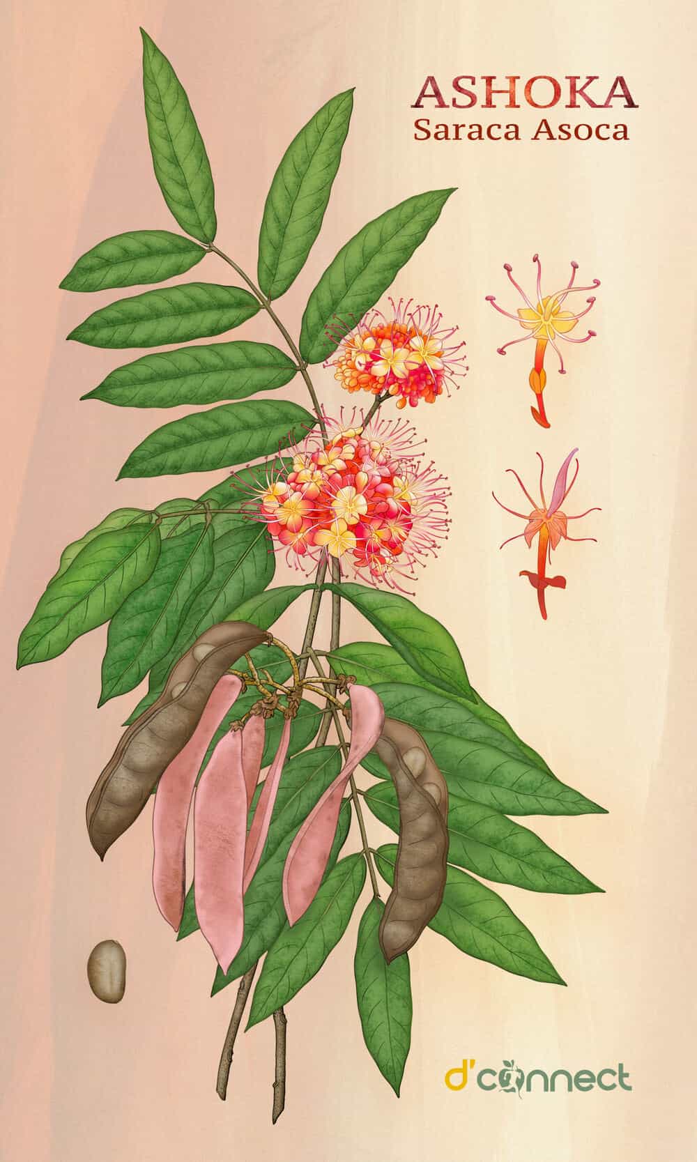 Ashoka (Saraca asoca) | D'Connect