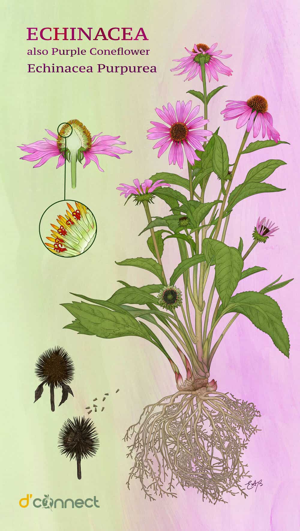 Echinacea (E. angustifolia; E. purpurea; E. pallida) | D'Connect