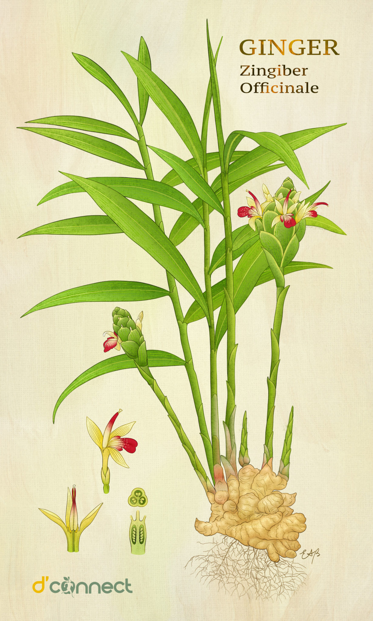 Ginger (Zingiber officinale) | D'Connect