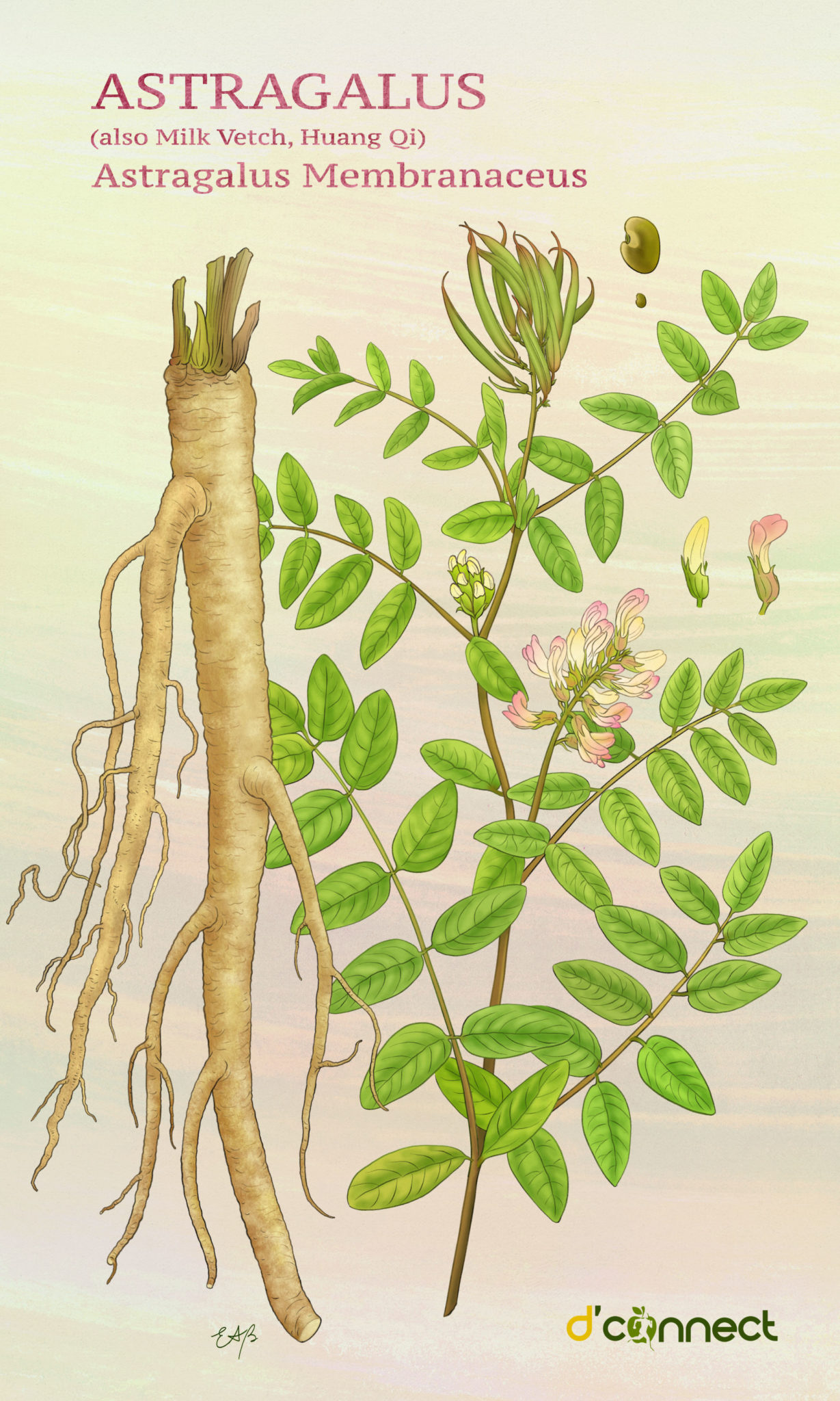 Astragalus membranaceus (Mongolian milkvetch) | D'Connect