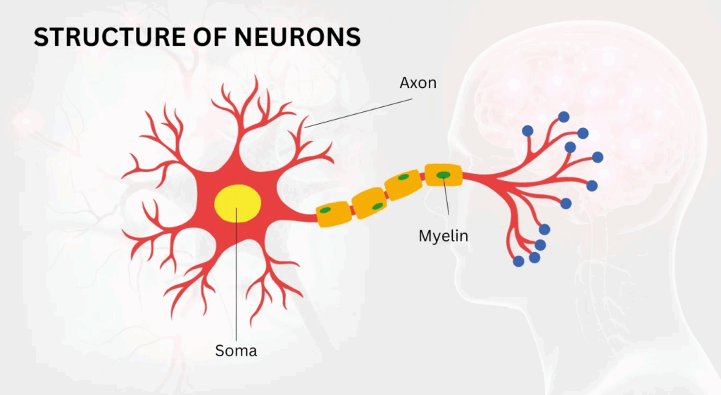 Neurotransmitters: Types, Function and Importance (Part 1) | D'Connect