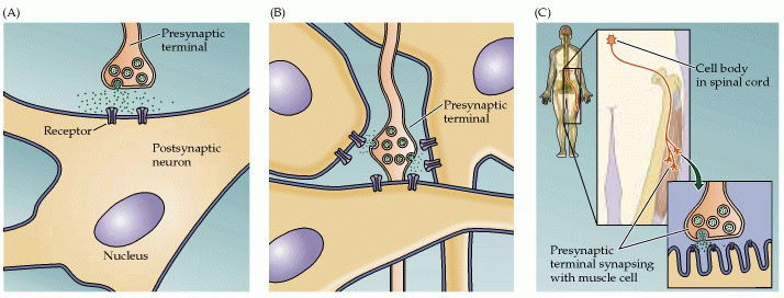 Neurotransmitters: Types, Function and Importance (Part 1) | D'Connect